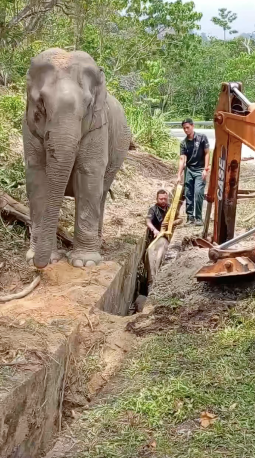 Elephant Mother Waits Patiently as Perhilitan Helps Rescue its Child ...