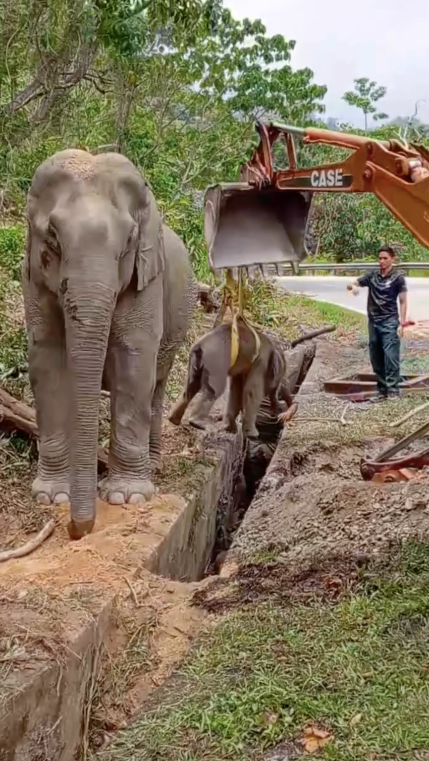 Elephant Mother Waits Patiently as Perhilitan Helps Rescue its Child ...