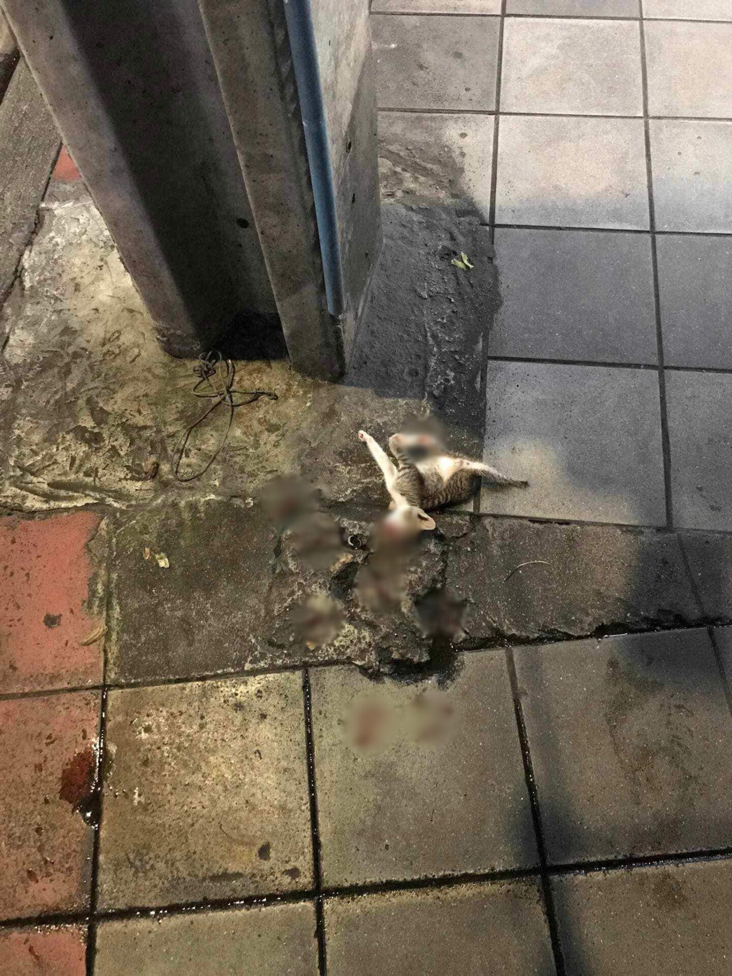 China Tourists Allegedly Stomped a Kitten to Death in Thailand ...