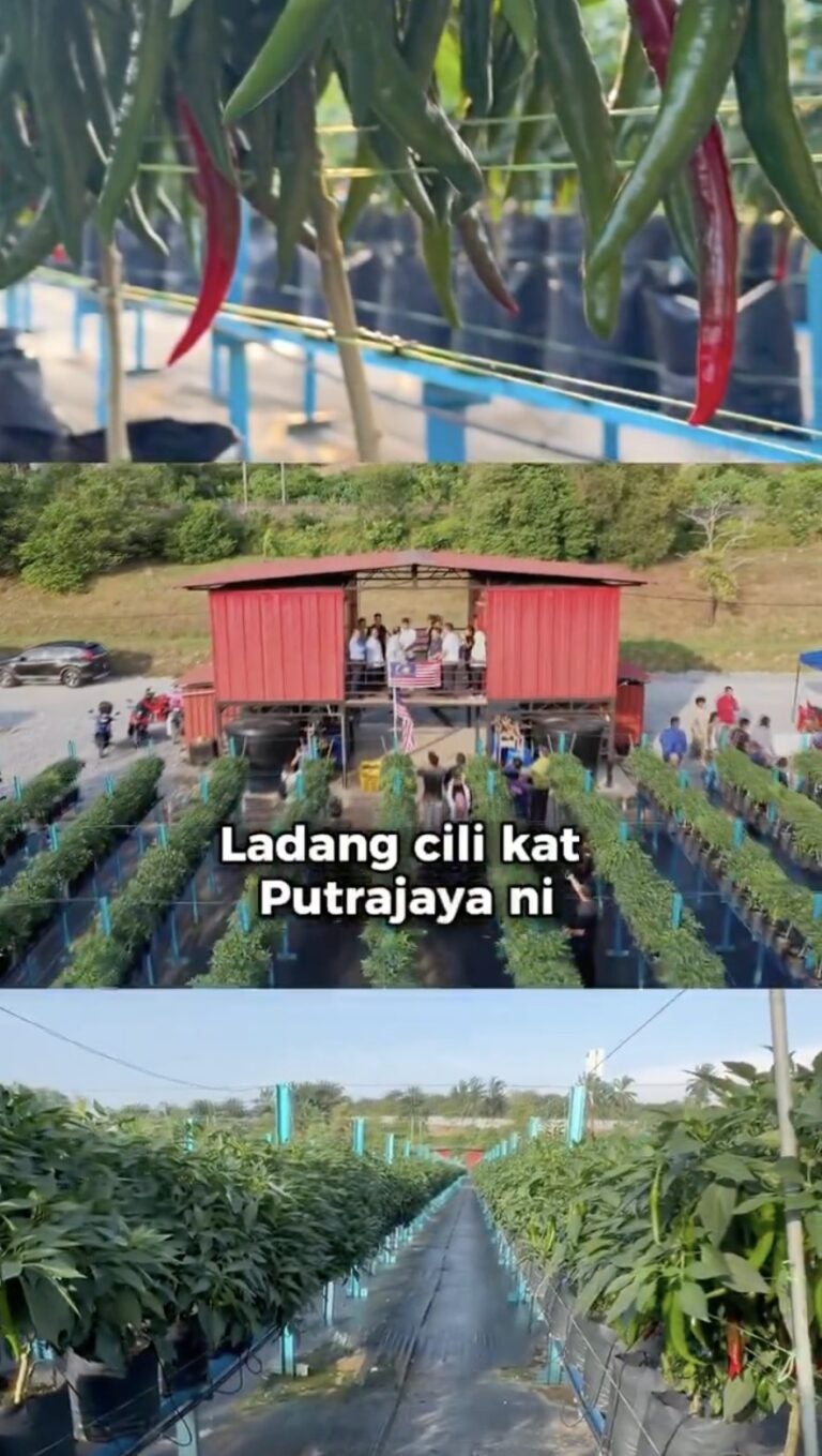 Abandoned Land in Putrajaya was Turned into a Chilli Farm, B40 M'sians ...