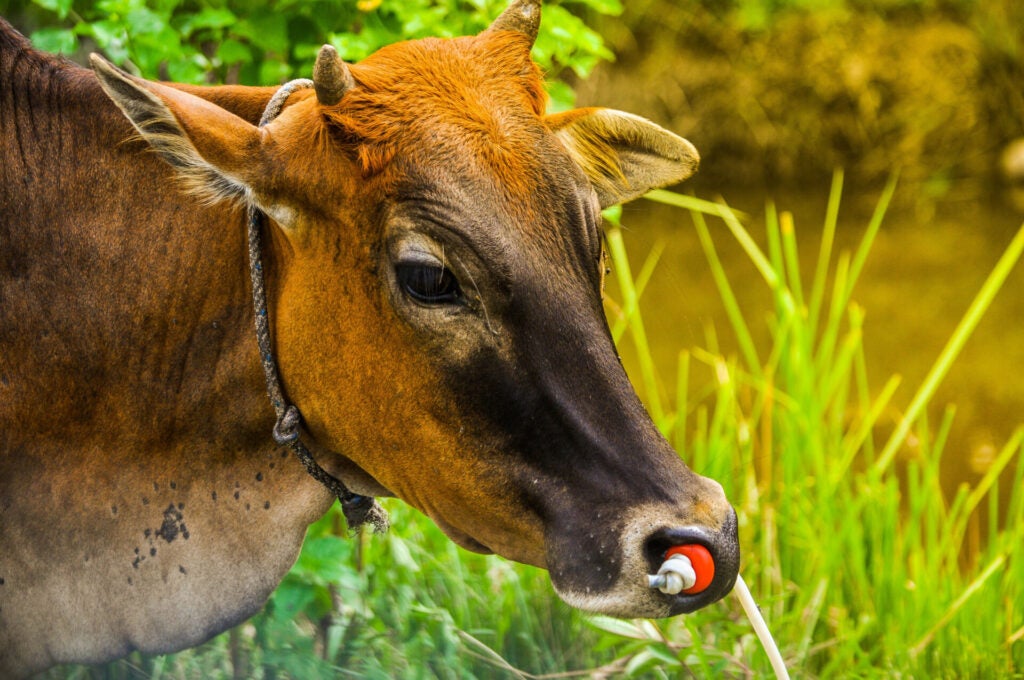 Man Brings 2 Live Cows into KL Restaurant, One of Them Relieves Itself ...