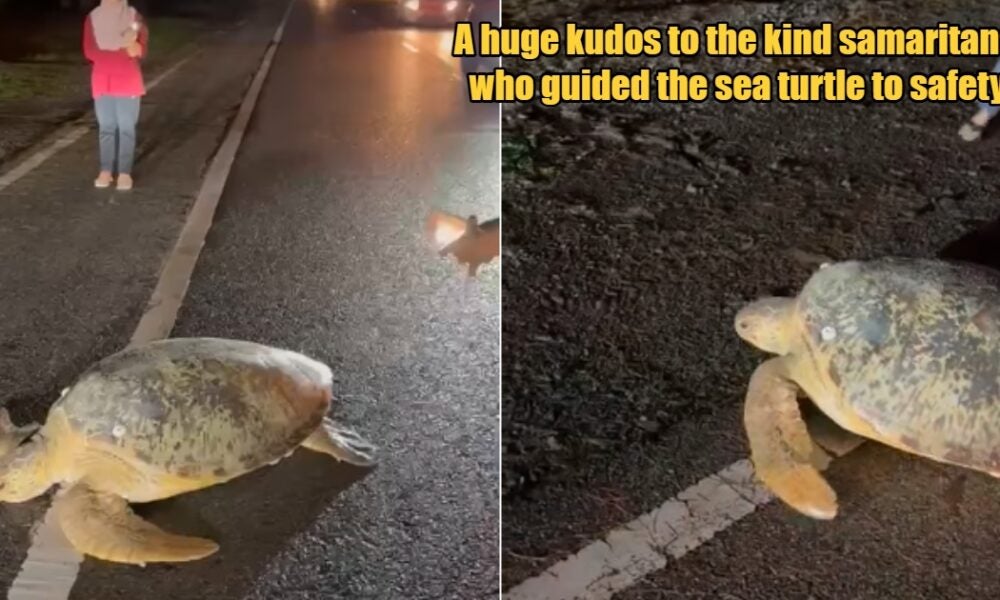 WATCH: Giant Sea Turtle Wanders Onto Busy Road in Terengganu, Kind M ...