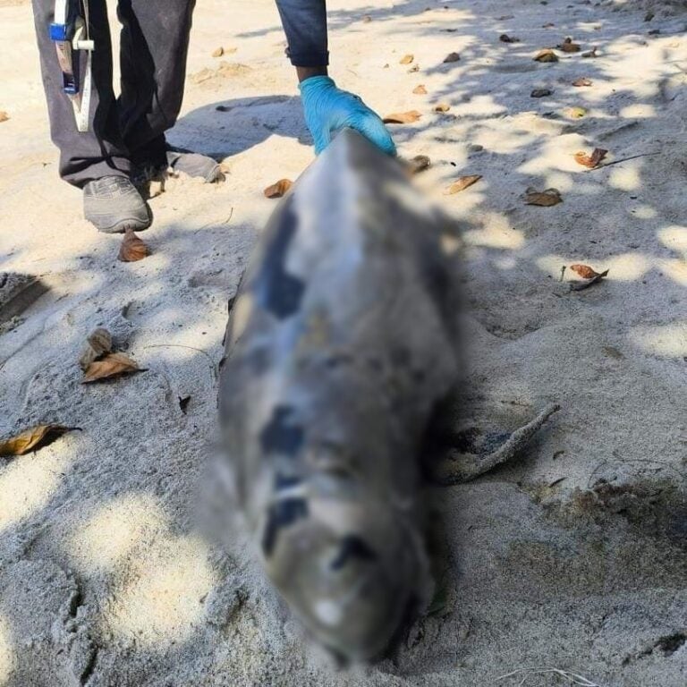 Dolphin Carcass Found at Penang Beach, Believed to Have Died After ...