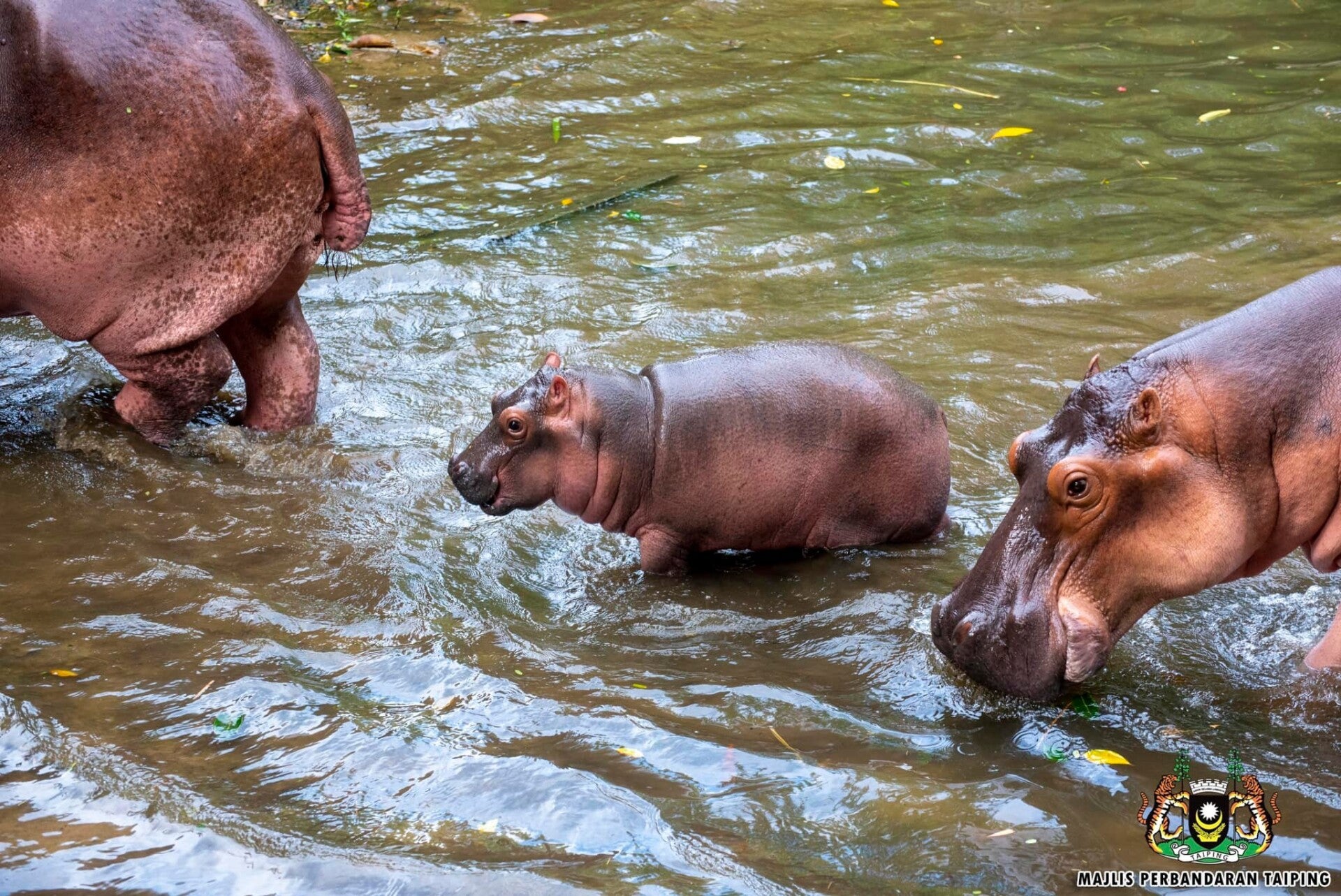 Move Aside Moo Deng! Zoo Taiping & Night Safari Welcomes Malaysia's ...