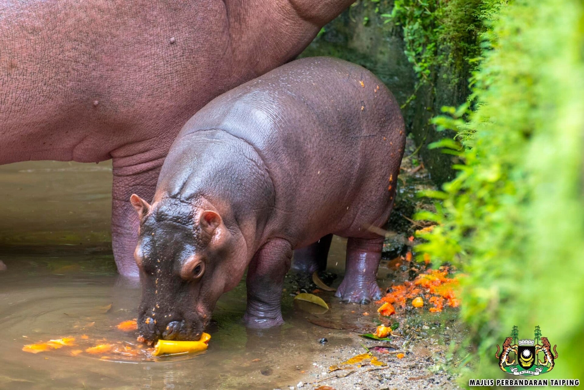 Move Aside Moo Deng! Zoo Taiping & Night Safari Welcomes Malaysia's ...