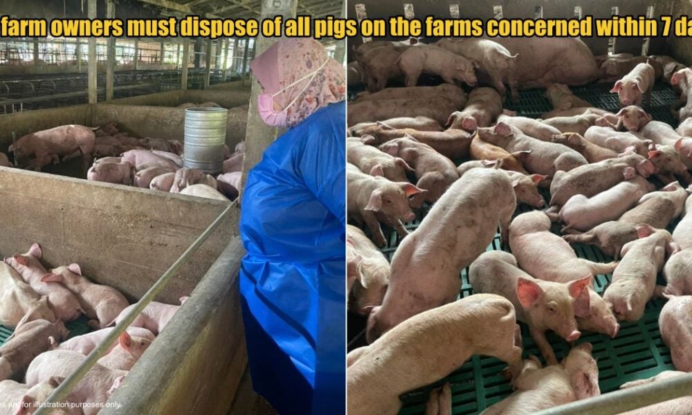 76,000 Pigs Believed to be Infected with African Swine Fever, Affecting ...