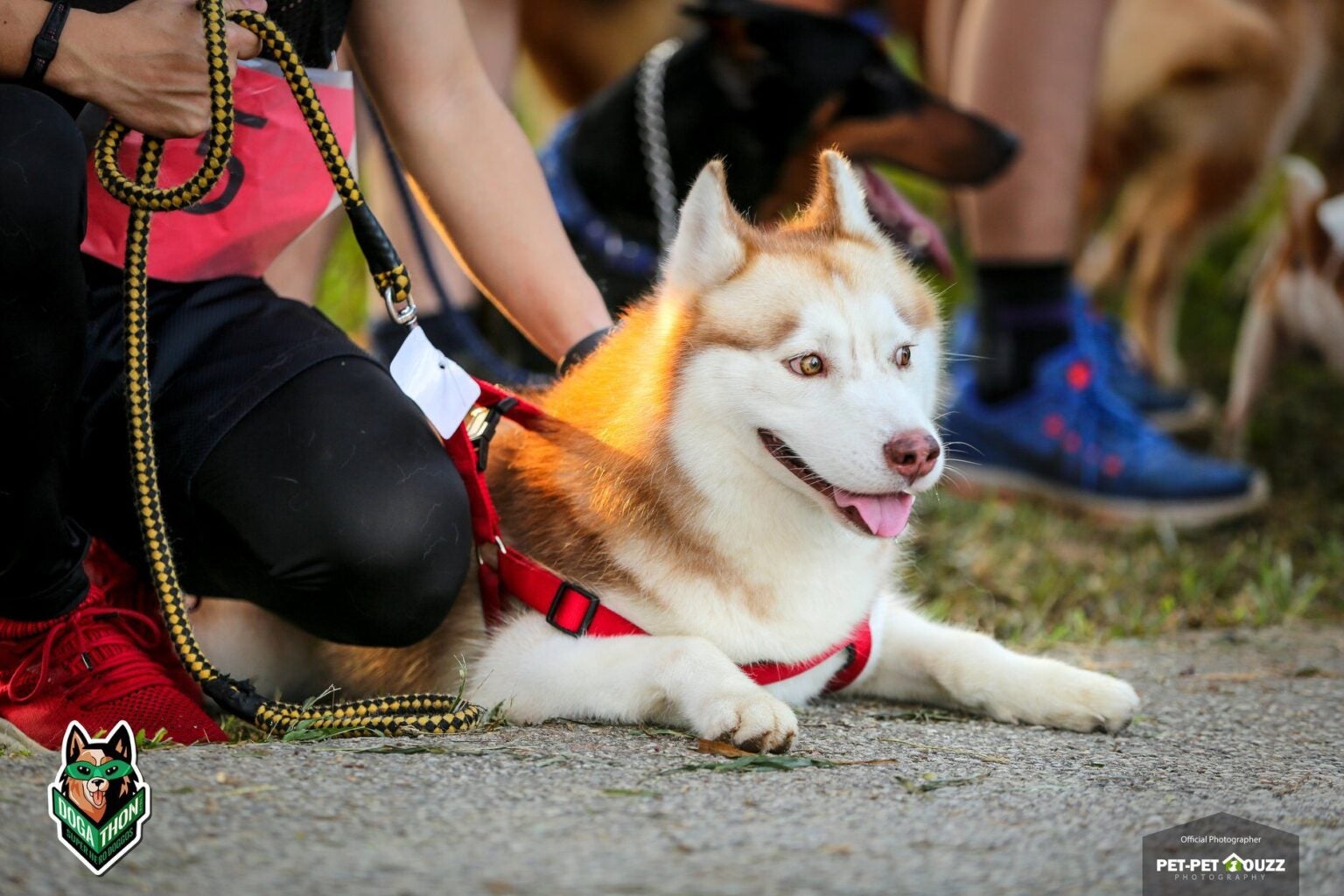 Awooo-some News, M'sians! Dogathon 2025 is Back With Exciting Dog Race ...