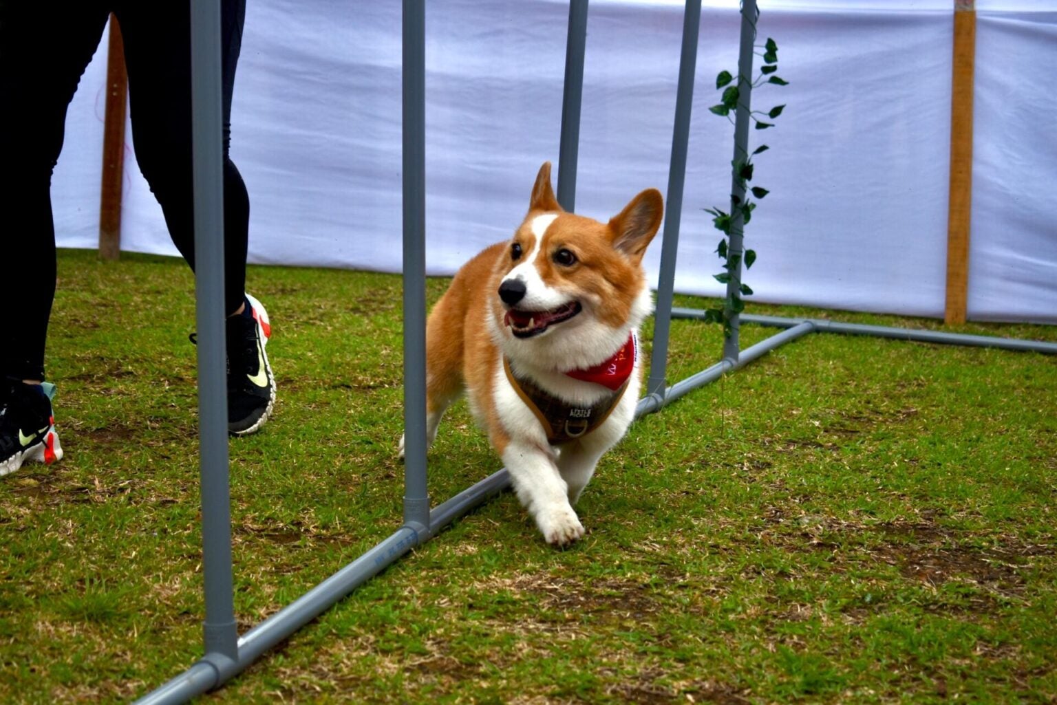 Awooo-some News, M'sians! Dogathon 2025 is Back With Exciting Dog Race ...