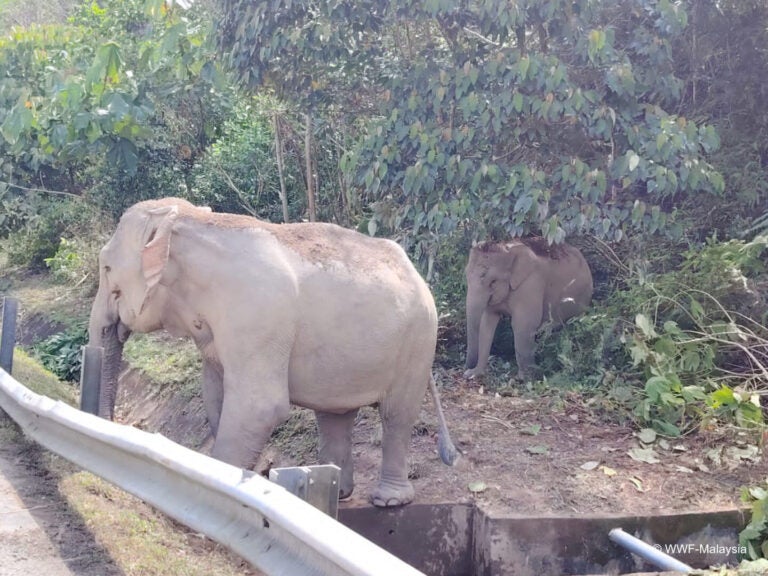 "An elephant remembers" – WWF M'sia Urges Speed Bumps to be Installed ...