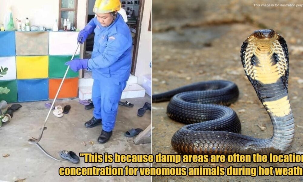 M'sian Finds Cobra in His Toilet, APM Officer Says It’s Common in Hot ...