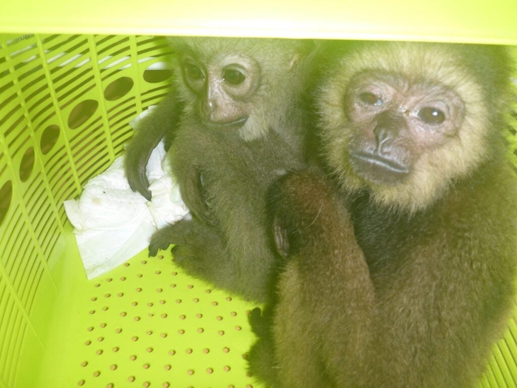 Man Caught Trying to Smuggle RM30K Worth of Rare Gibbons in His Luggage ...