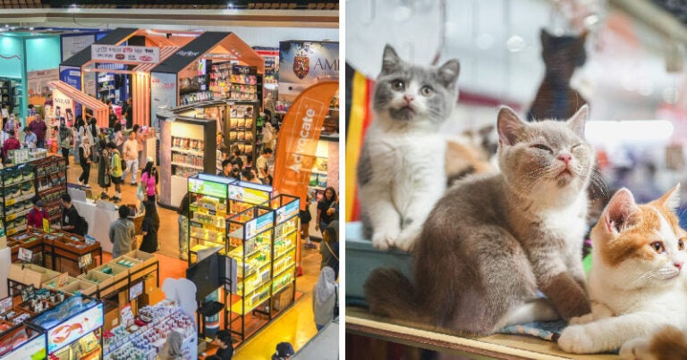Ekspo Kucing is BACK This 3-5 Oct! Here's What M'sian Cat Lovers Can't ...