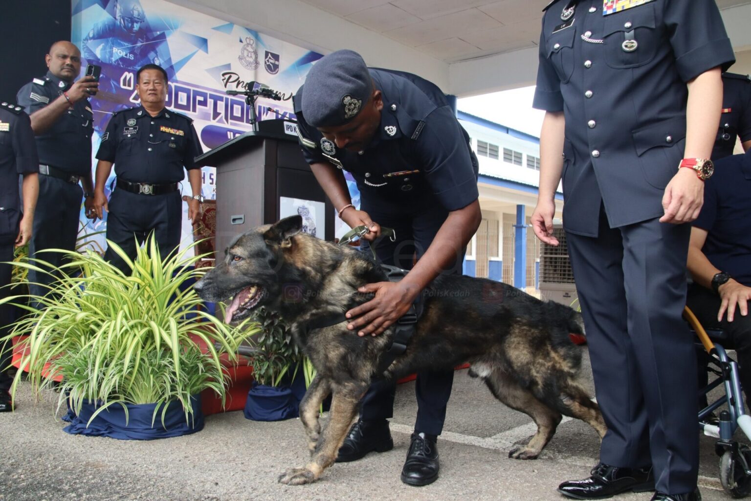 Malaysians Can Now Adopt Retired Dogs from Police K9 Units as Pets ...