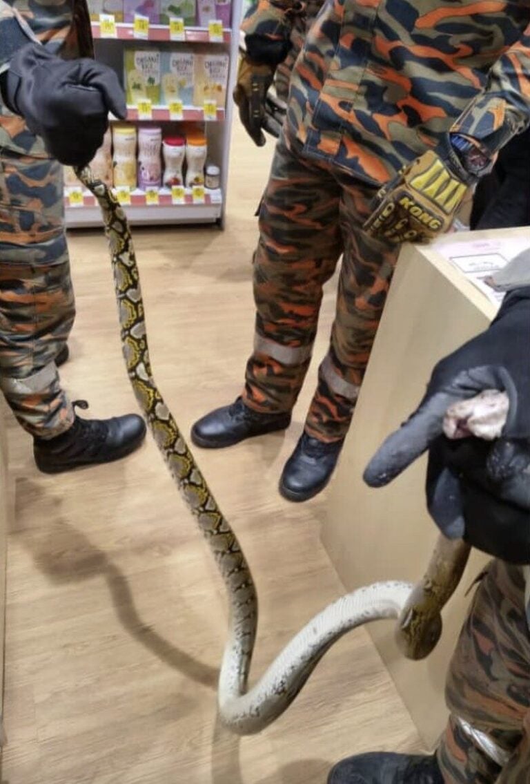 23yo Female Staff Gets Bitten by 2-Metre-Long Python While Using ...