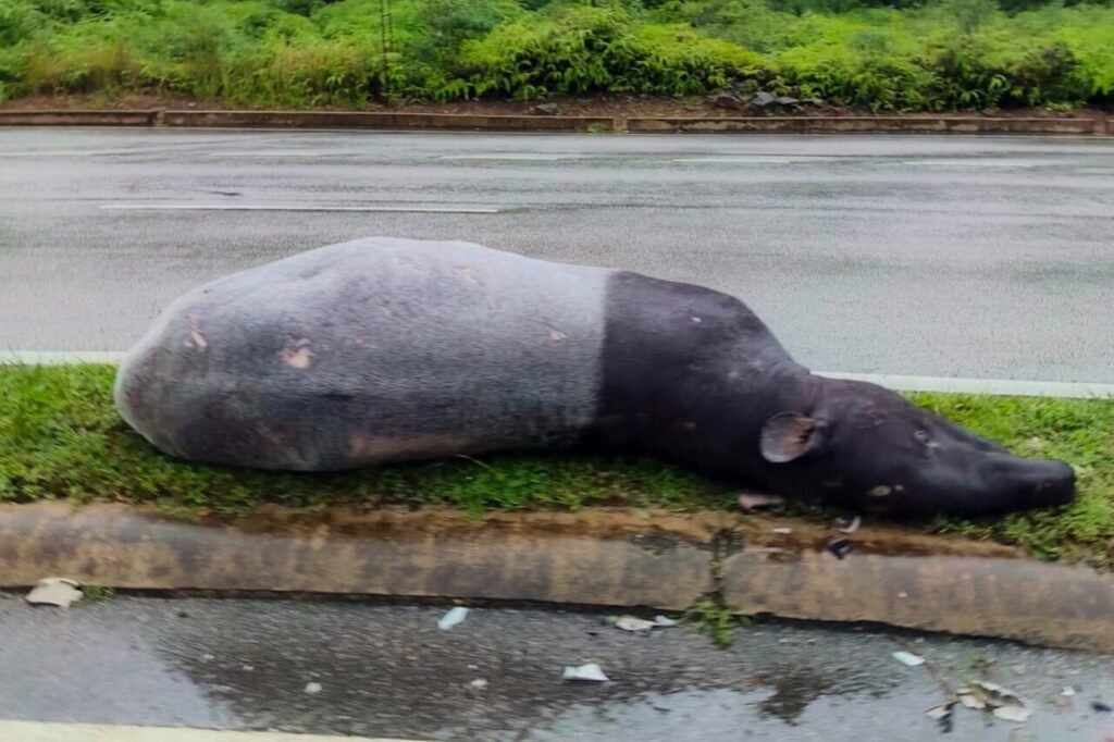 Endangered Malayan Tapir Found Dead on Terengganu Road After Being Hit ...