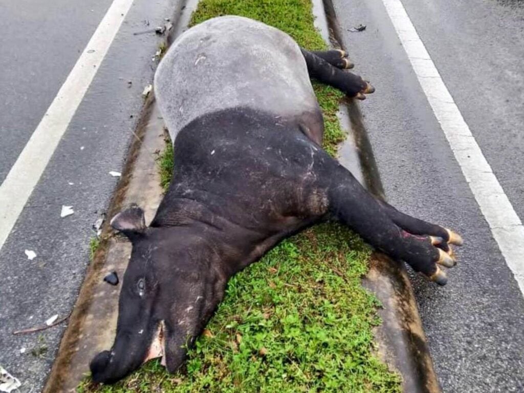 Endangered Malayan Tapir Found Dead on Terengganu Road After Being Hit ...