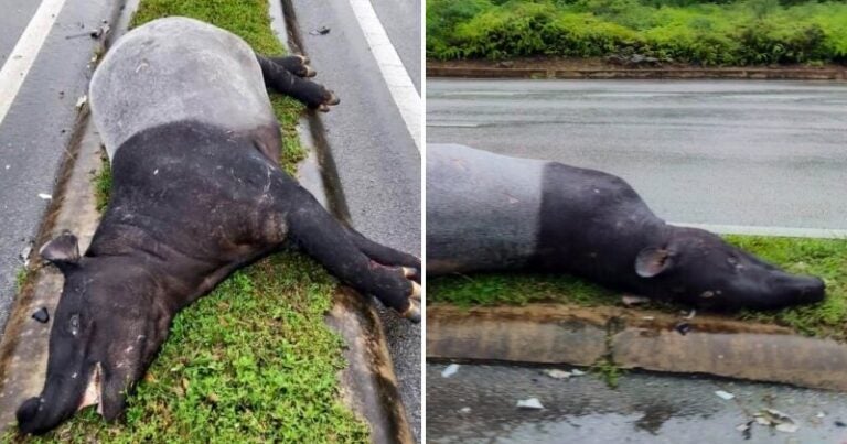 Endangered Malayan Tapir Found Dead on Terengganu Road After Being Hit ...