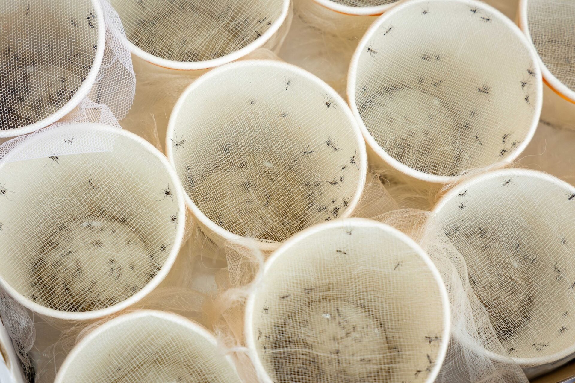 The Govt Has Released 65,000 Bacteria-Infected Mosquitoes in Putrajaya ...