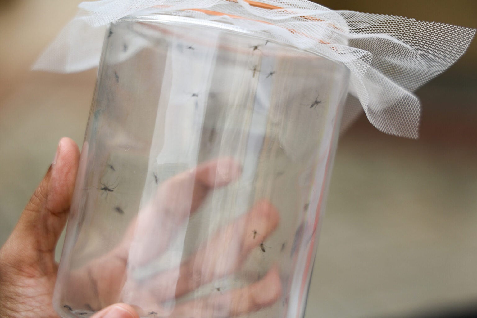 The Govt Has Released 65,000 Bacteria-Infected Mosquitoes in Putrajaya ...