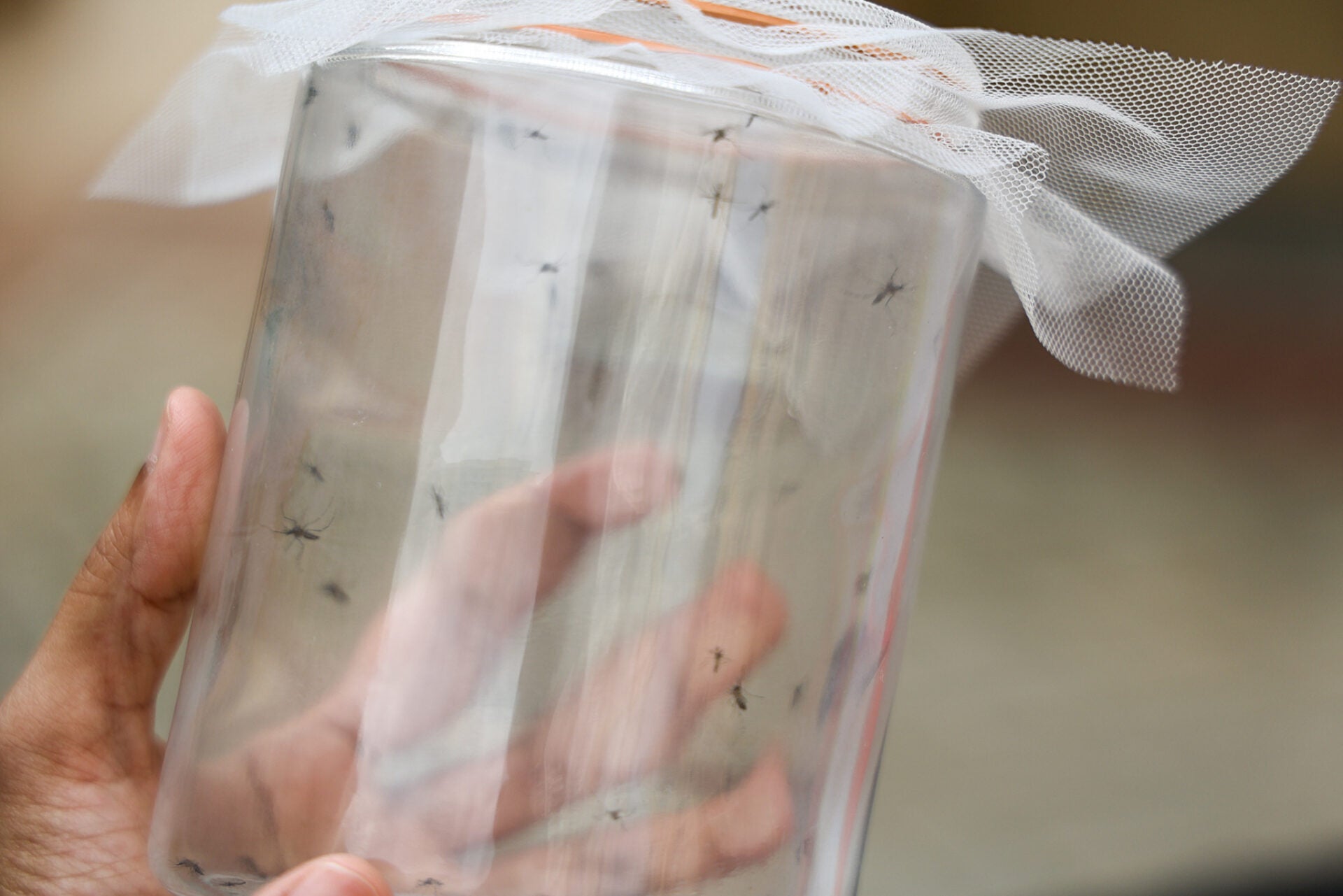 The Govt Has Released 65,000 Bacteria-Infected Mosquitoes in Putrajaya ...