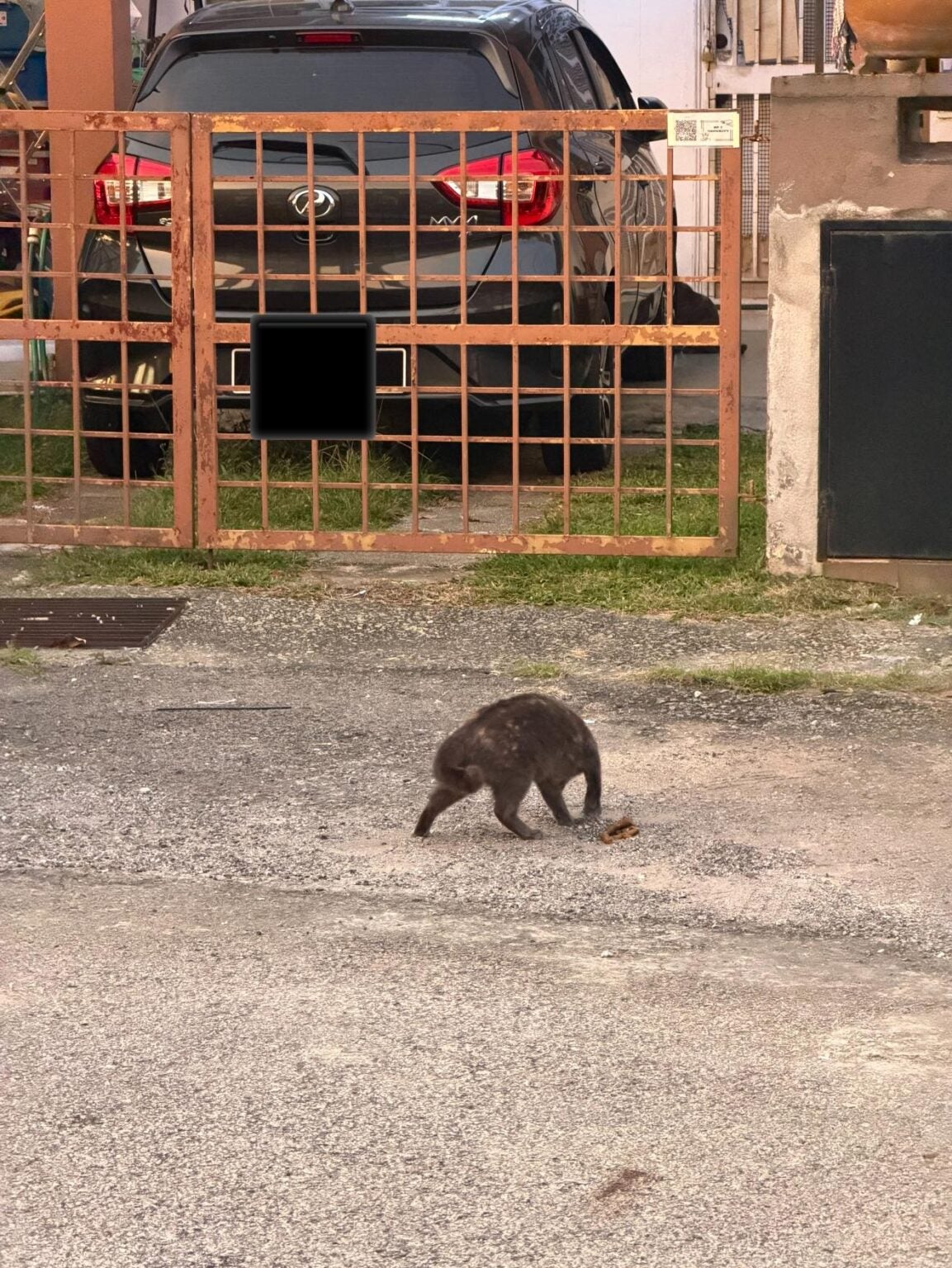 The 'Spicy' Solution: M'sian Sprays Chilli Powder in Front of His Home ...