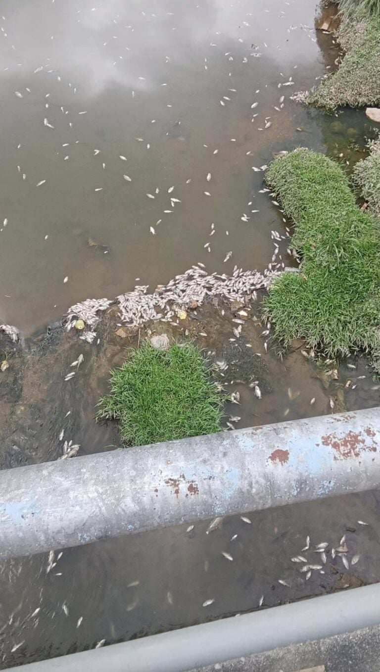 "Not a natural phenomenon" – NGO Suspects Kajang River Poisoning as ...