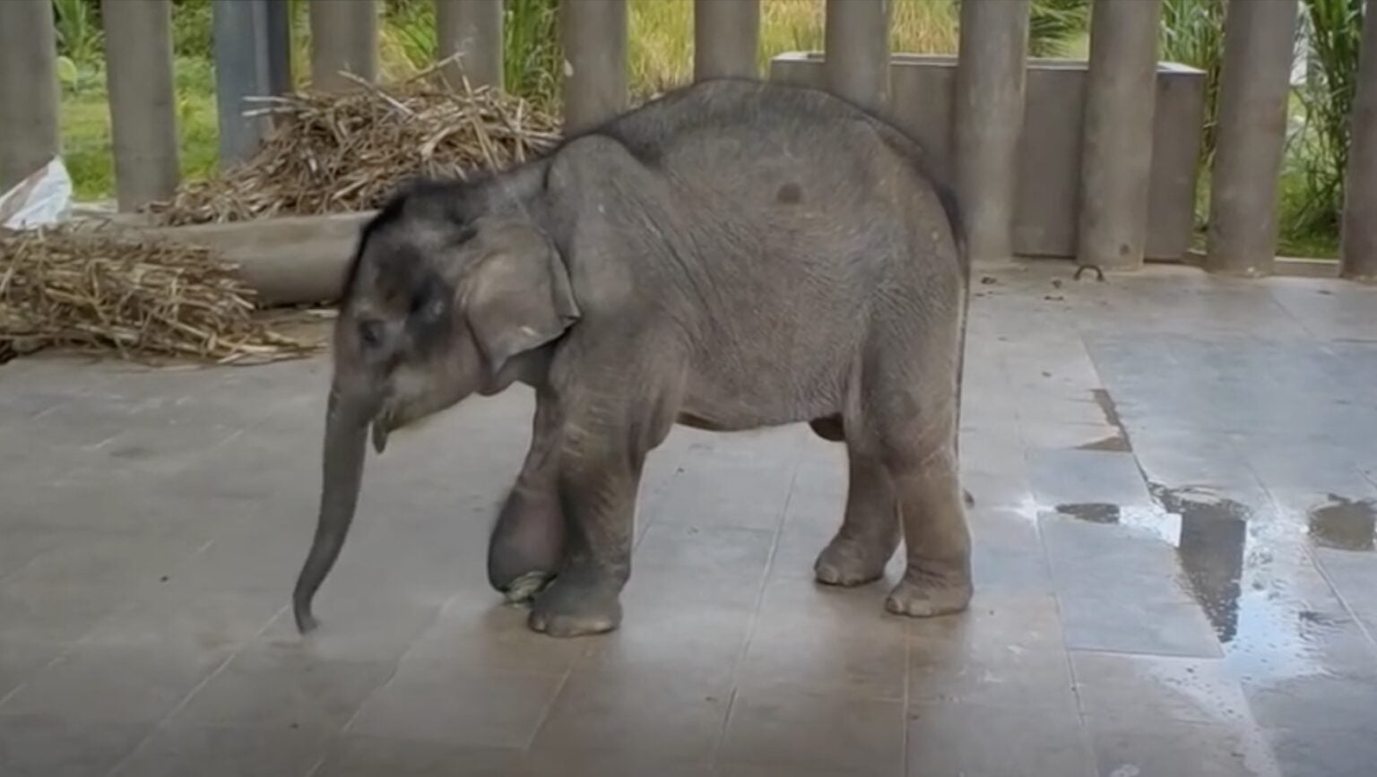 Ellie the Disabled Elephant Now Thriving With RM30k Prosthetic Leg ...