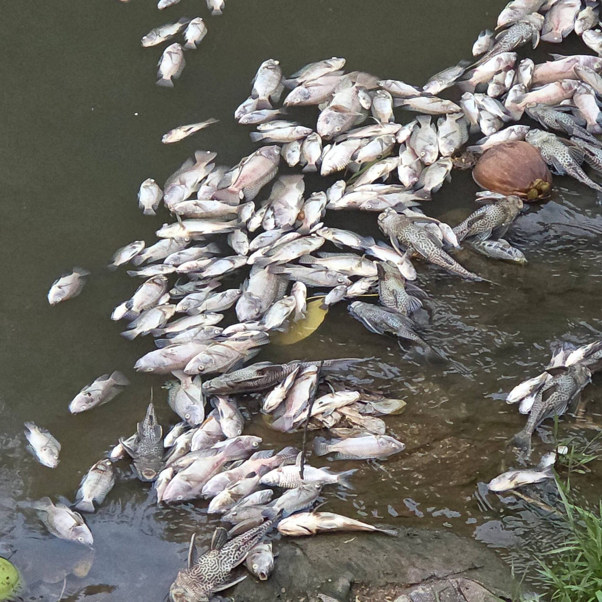 "Not a natural phenomenon" – NGO Suspects Kajang River Poisoning as ...