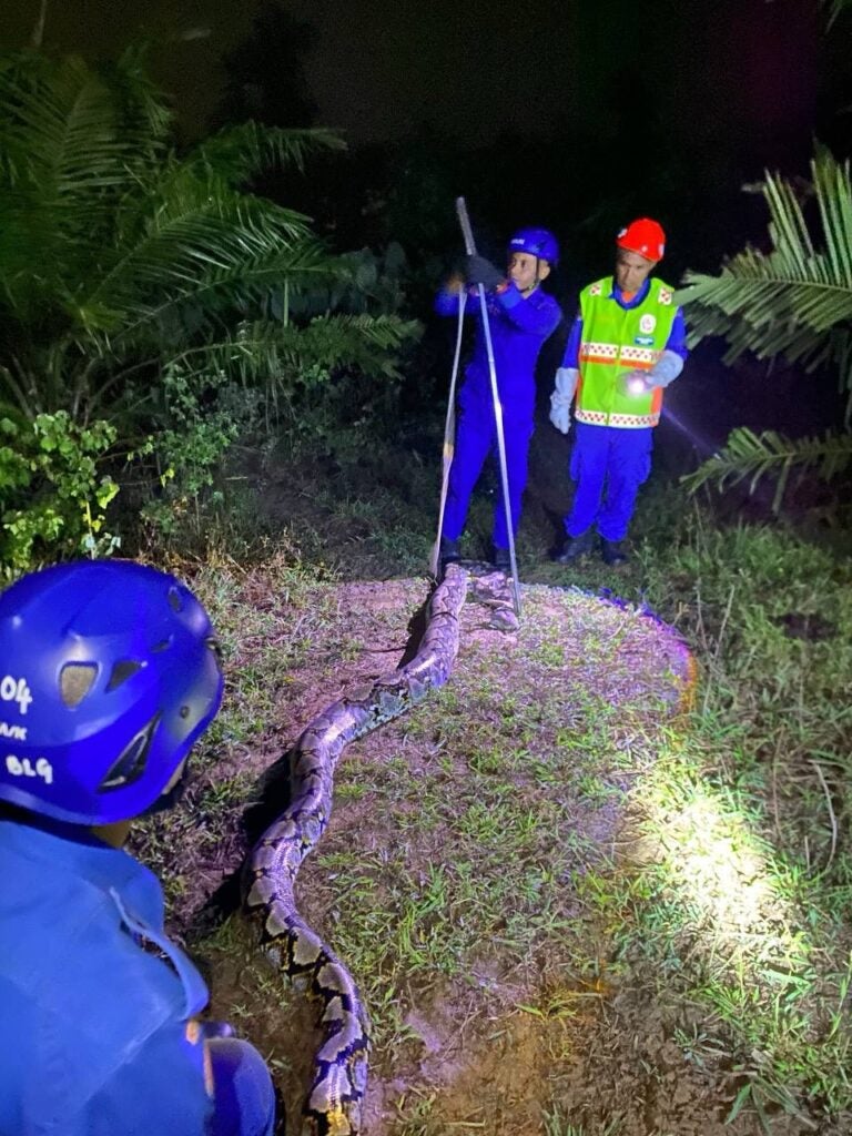 Kedah Cattle Owner Shocked to Find Missing 5-Month-Old Calf Being ...