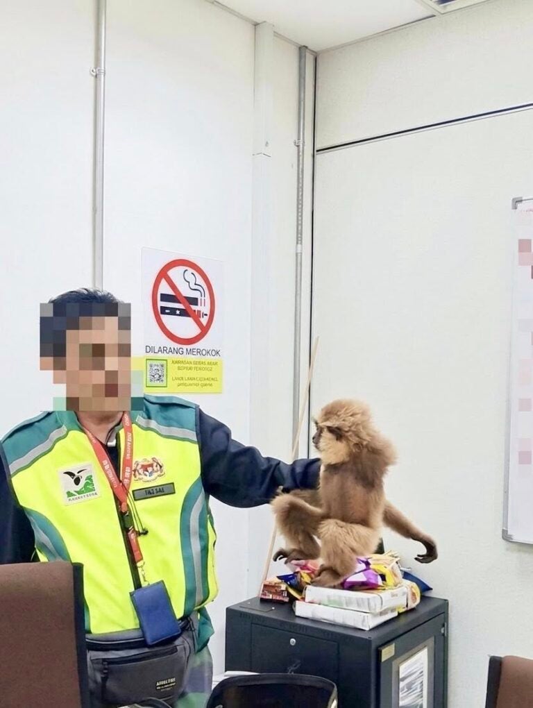 KLIA Officers Thwart Wildlife Smuggling Attempt, Rescue 6 Live Gibbons ...